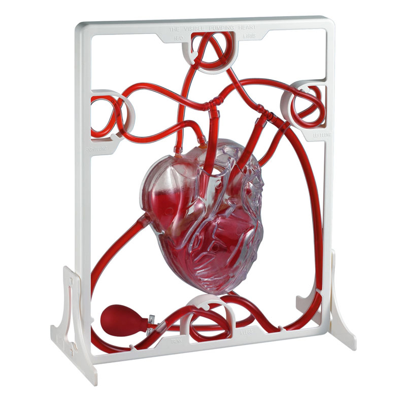 Pumping Heart Model CD03017 | Primary ICT