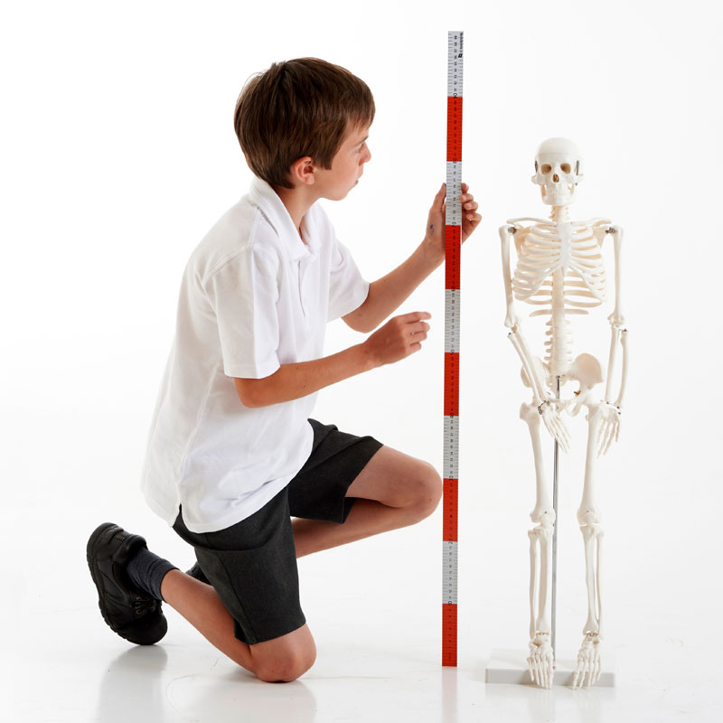 Half-Scale Skeleton - 85cm CD03064 | Primary ICT