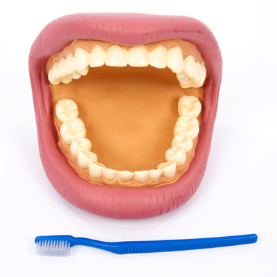 Giant Teeth Dental Demonstration Model CD03083 | Primary ICT