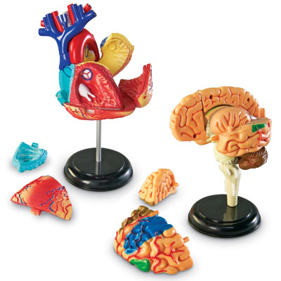 Anatomy Model Set - by Learning Resources LER3338 | Primary ICT