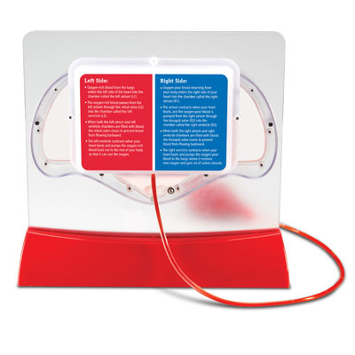 Pumping Heart Model - by Learning Resources LER3535 | Primary ICT