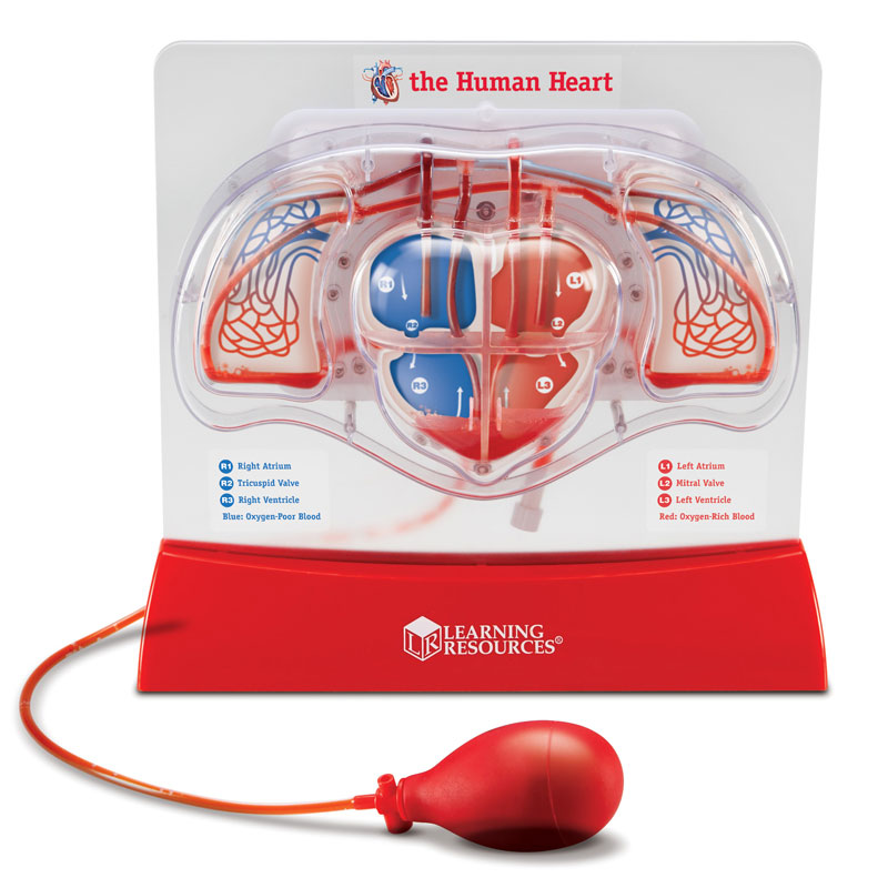 Pumping Heart Model - by Learning Resources LER3535 | Primary ICT